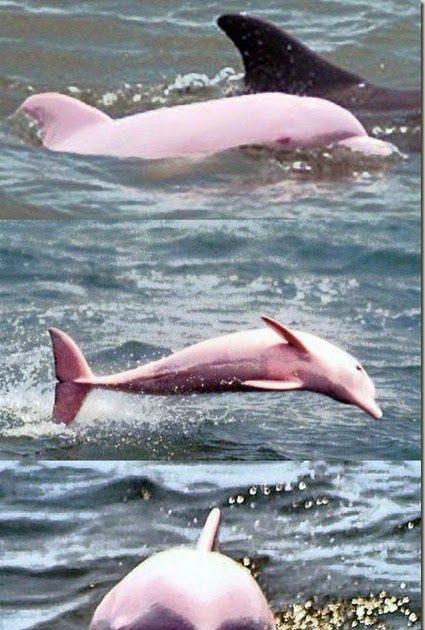 Amici-in-allegria: Un raro delfino rosa