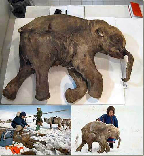 Amici-in-allegria: Lyuba il baby mammut fossile