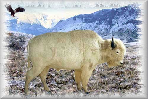 Amici-in-allegria: L'aquila e il bisonte bianco