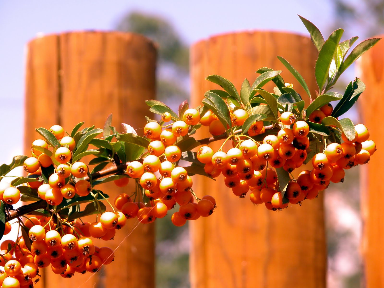 OTRA MIRADA -Fotografía: Frutos venenosos