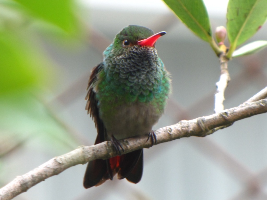 AVES DE ARMENIA Y SUS ALREDEDORES: COLIBRÍES