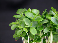 TU MISMO / The unexpected corner: * Que CRESS que es?