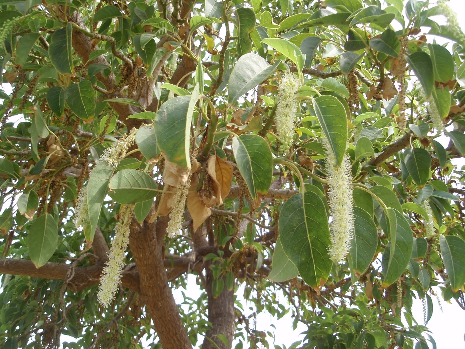 OMBÚ O BELLASOMBRA: Phytolacca dioica | Plantas rioMoros