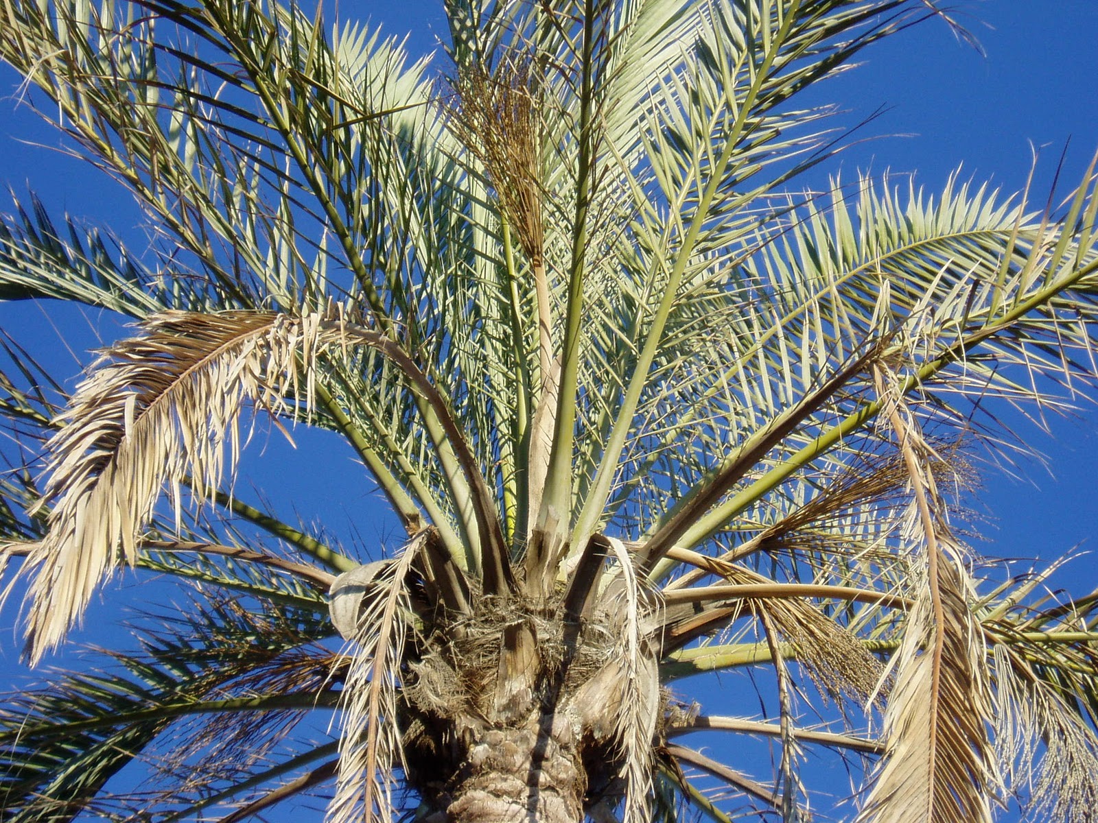 Diferencias entre Palmera datilera y Palmera canaria | Plantas rioMoros