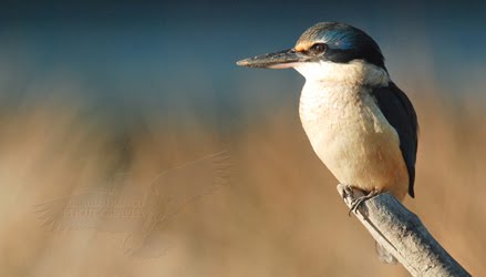 JONATHAN HARROD PHOTOGRAPHY: New Zealand Kingfisher (Kotare)