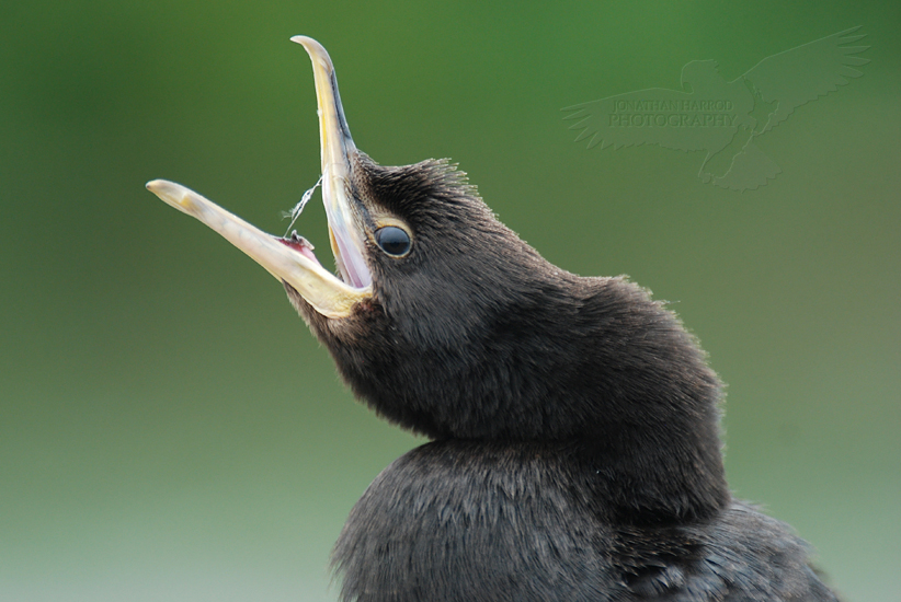 JONATHAN HARROD PHOTOGRAPHY: Funny Story