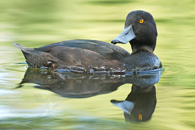 JONATHAN HARROD PHOTOGRAPHY: SPOTLIGHT: New Zealand Scaup (Aythya ...