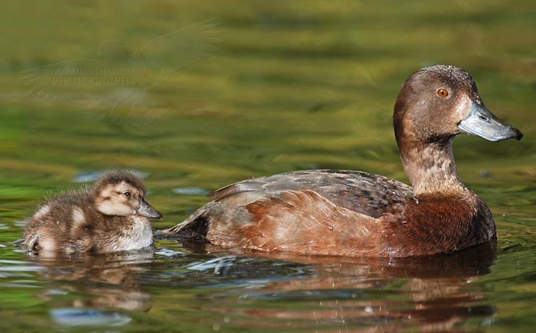 JONATHAN HARROD PHOTOGRAPHY: SPOTLIGHT: New Zealand Scaup (Aythya ...