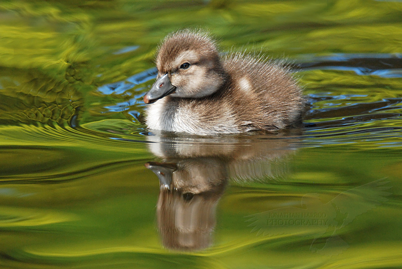 JONATHAN HARROD PHOTOGRAPHY: SPOTLIGHT: New Zealand Scaup (Aythya ...