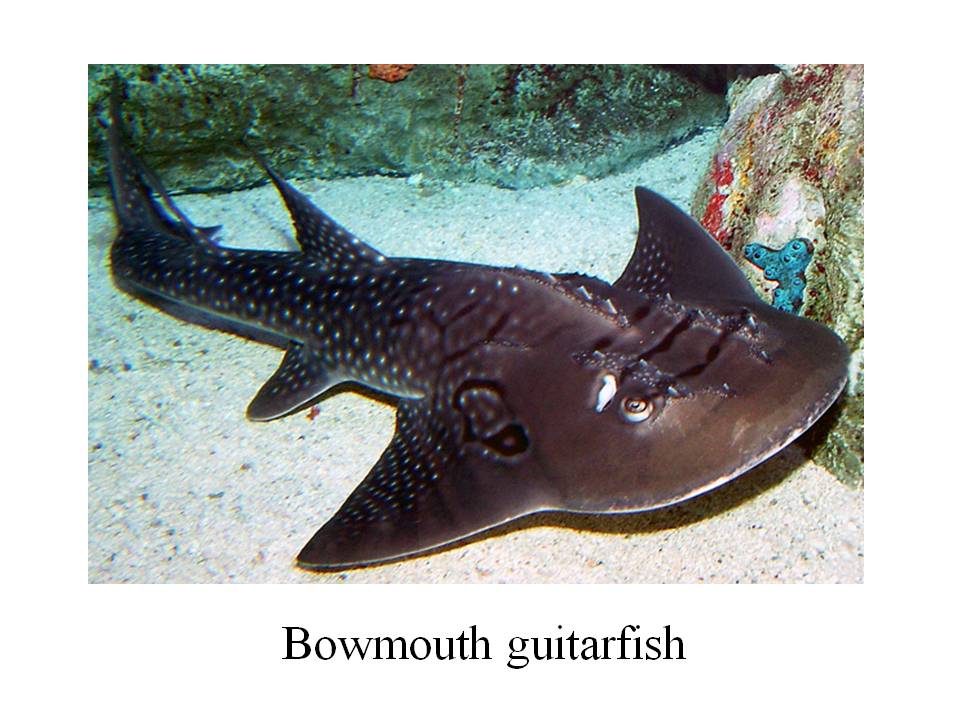 So Know the Starfish: Fish o' the Day - bowmouth guitarfish