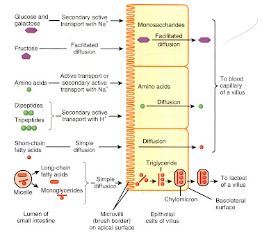 EAMCET Zoology: Absorption in Ileum