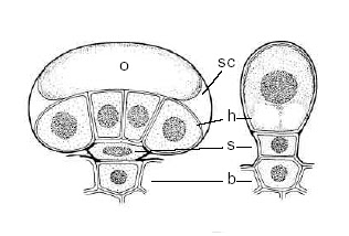 distillingherbs: Secretory structures of aromatic plants