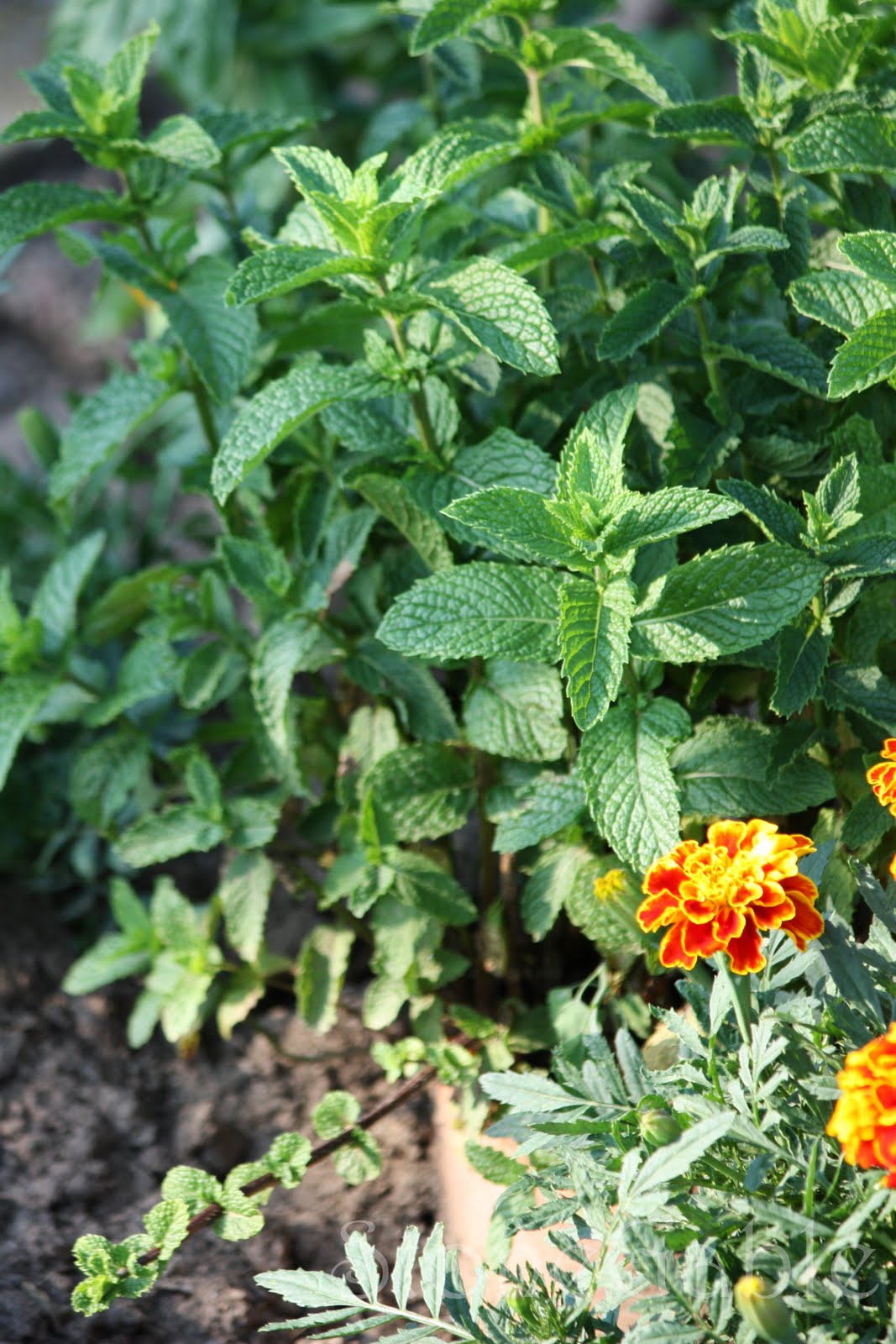 Home and Garden - StoneGable