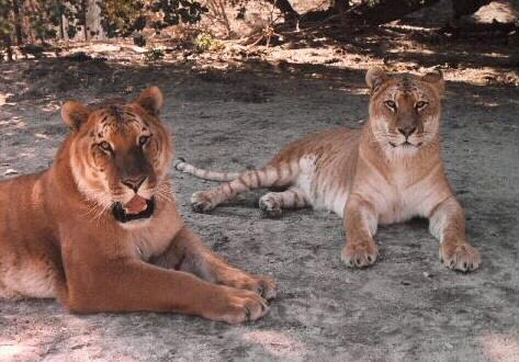 ligers