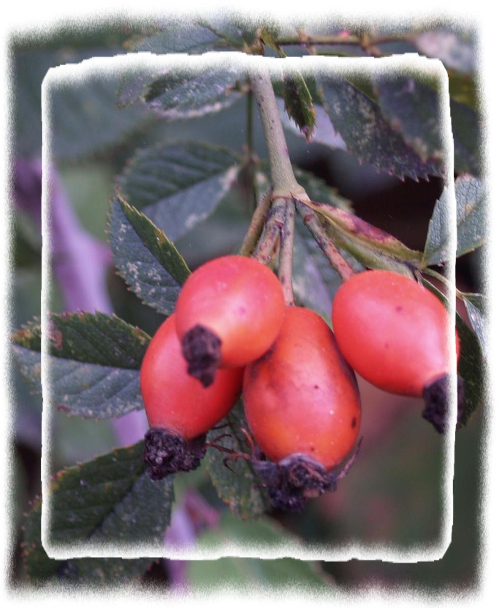 La Flora en la Sierra de Cazorla: FotosFlora Cazorla 5