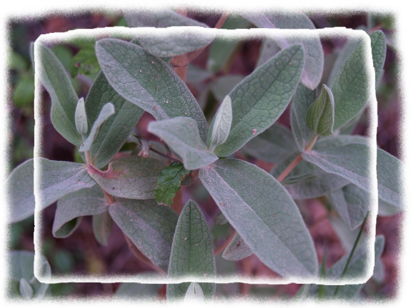 La Flora en la Sierra de Cazorla: FotosFlora Cazorla 5