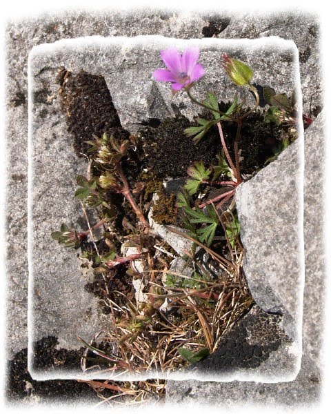 La Flora en la Sierra de Cazorla: FotosFlora Cazorla 2