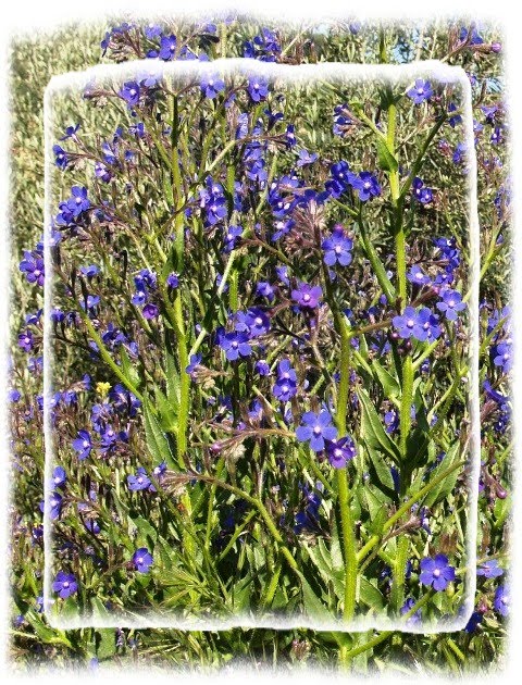 La Flora en la Sierra de Cazorla: FotosFlora Cazorla 2