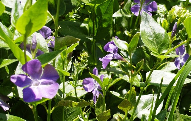 La Flora en la Sierra de Cazorla: FotosFlora Cazorla 2