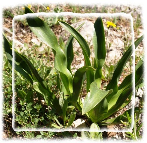 La Flora en la Sierra de Cazorla: FotosFlora Cazorla 2