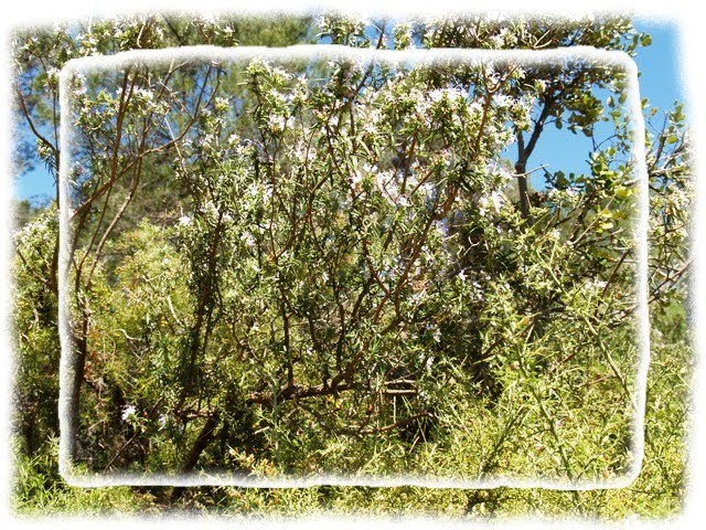 La Flora en la Sierra de Cazorla: FotosFlora Cazorla 2