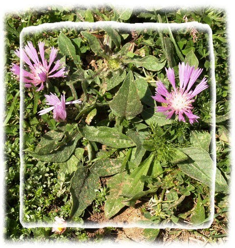 La Flora en la Sierra de Cazorla: FotosFlora Cazorla 2
