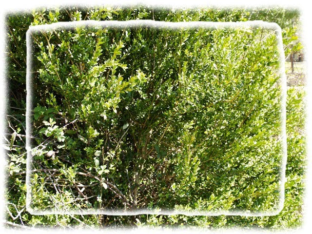 La Flora en la Sierra de Cazorla: FotosFlora Cazorla 2