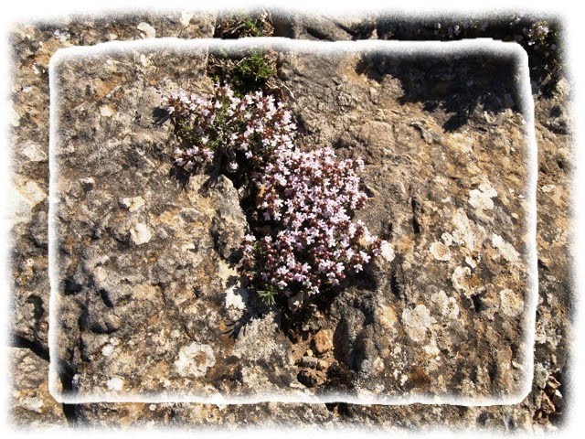La Flora en la Sierra de Cazorla: FotosFlora Cazorla 2