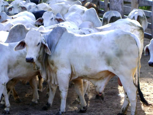 Agropecruz estrenó el shoping del ganado de alta calidad genética