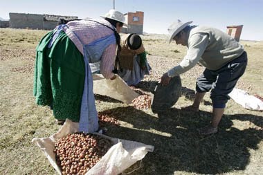 Chuño, la papa milenaria