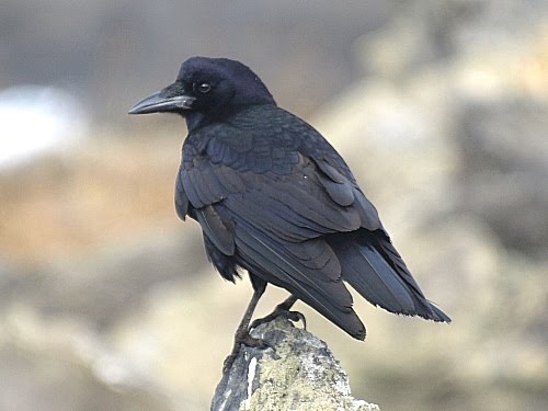 Hegura-jima Japan: Hegura-jima, Japan 27th October 2010