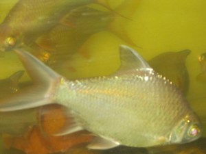 fish,tips,tricks,diy,investment,cichlids,computer,technology: May 2010