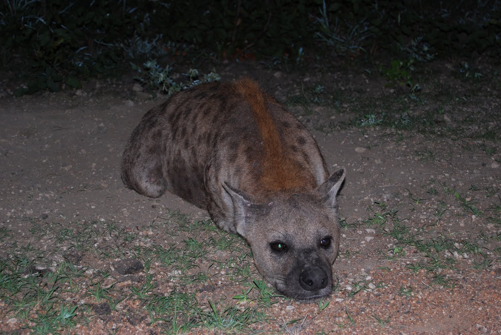 Chui Kambi African tours: The Spotted Hyena