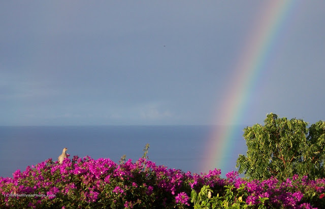 B N Sullivan Photography: Early Morning Rainbow