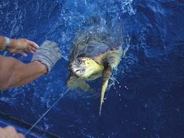 The Right Blue: Loggerhead sea turtles need further protection