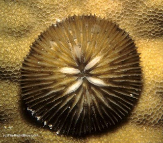 The Right Blue: 2010