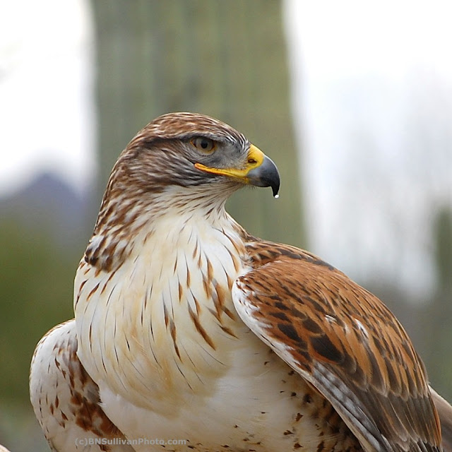 B N Sullivan Photography: Ferruginous Hawk Close-up