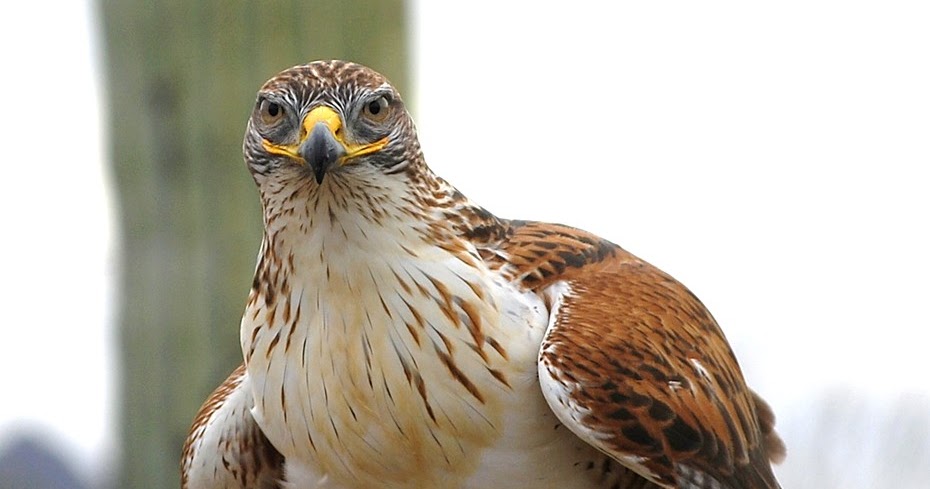 B N Sullivan Photography: Smile for the Camera, Mr. Hawk