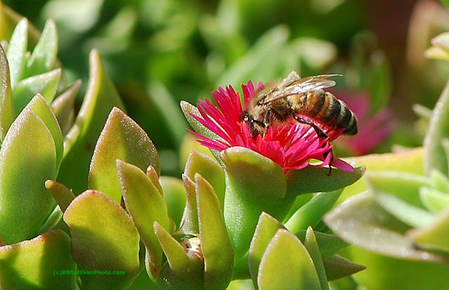 B N Sullivan Photography: Rock Rose Ice Plant with Honey Bee