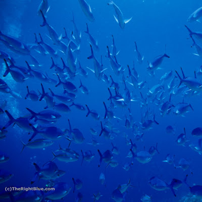 The Right Blue: Fusilier Fish: Speed Demons of the Reef