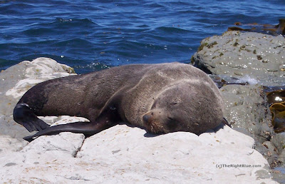 The Right Blue: Marine Mammals in The Right Blue