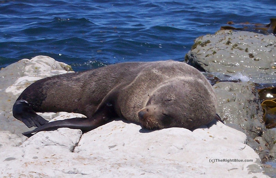 The Right Blue: Marine Mammals in The Right Blue