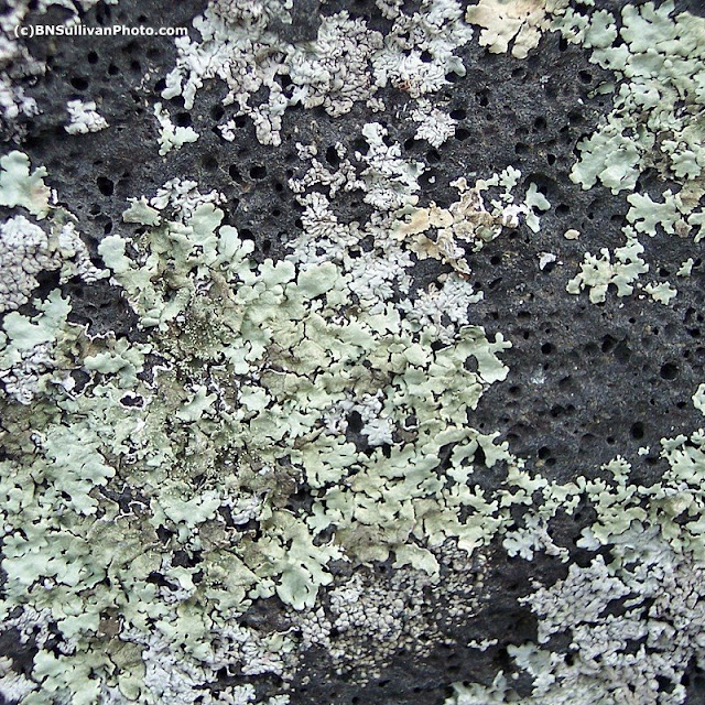 B N Sullivan Photography: Lichen on a Lava Rock Wall