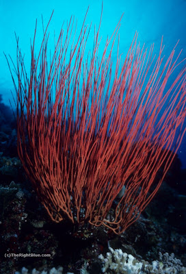 The Right Blue: Colony of Long Red Sea Whips - Indonesia