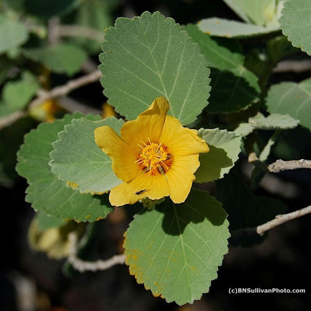 B N Sullivan Photography: ‘Ilima (Sida fallax) - A Hawaiian Wildflower