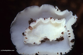 The Right Blue: Dotted Sea Slug from the Mediterranean