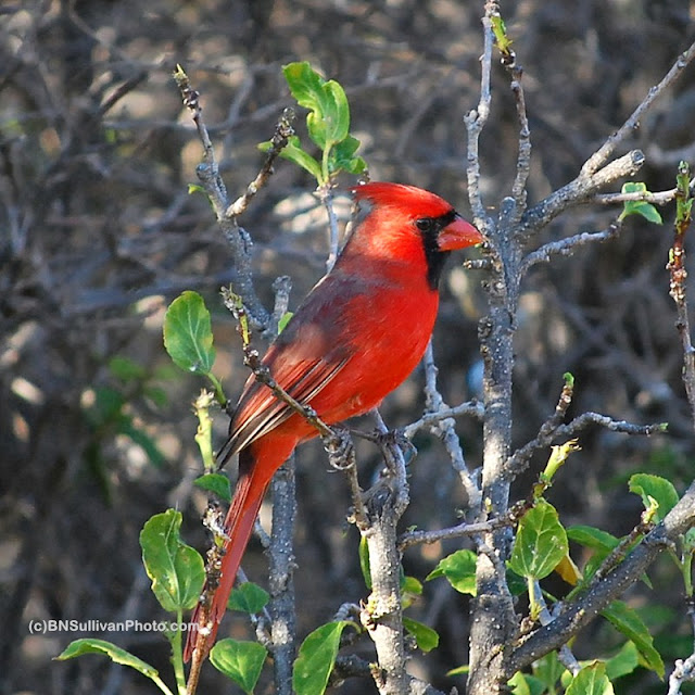 B N Sullivan Photography: Male Northern Cardinal (Cardinalis cardinalis)