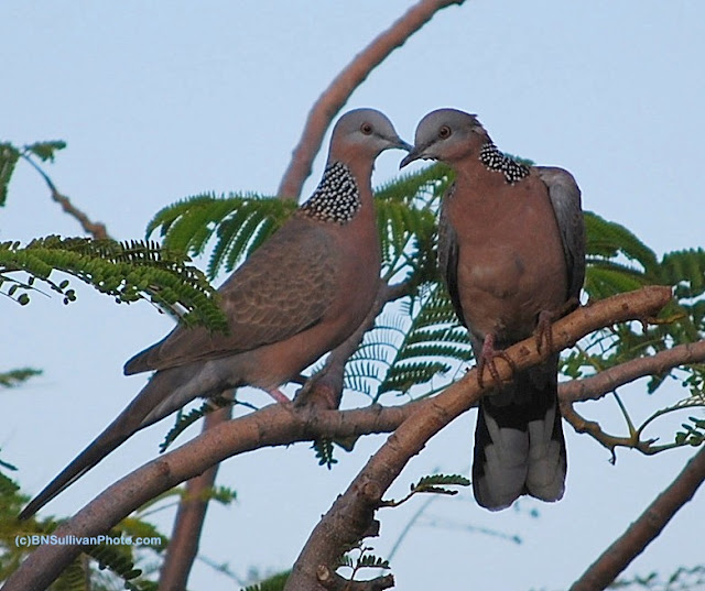 B N Sullivan Photography: Pair of Spotted Doves (Streptopelia chinensis)