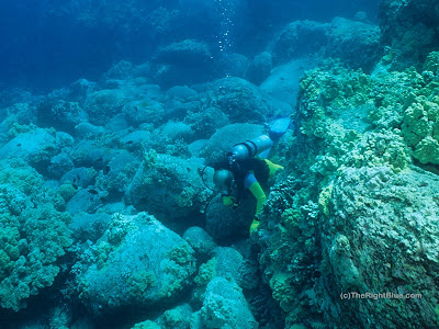 The Right Blue: Shell Collecting and Diving
