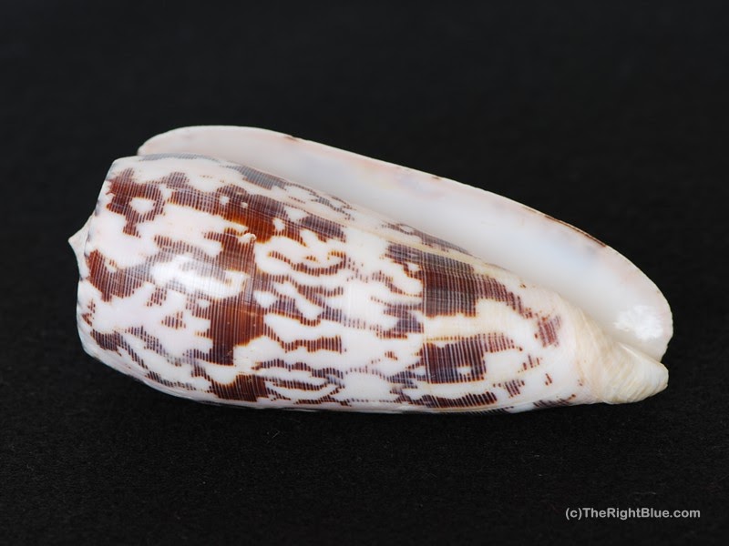 The Right Blue: Conus striatus - A fish-eating cone shell